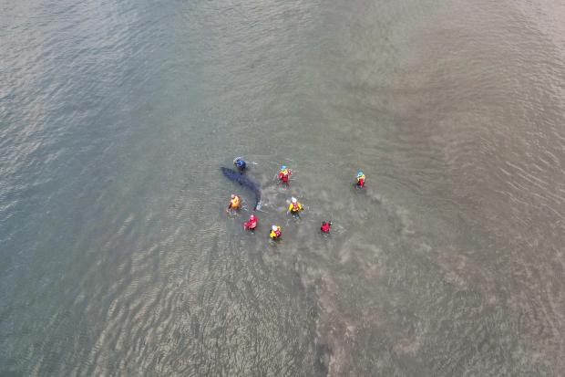 On this day in 2020: basking shark near Filey put down