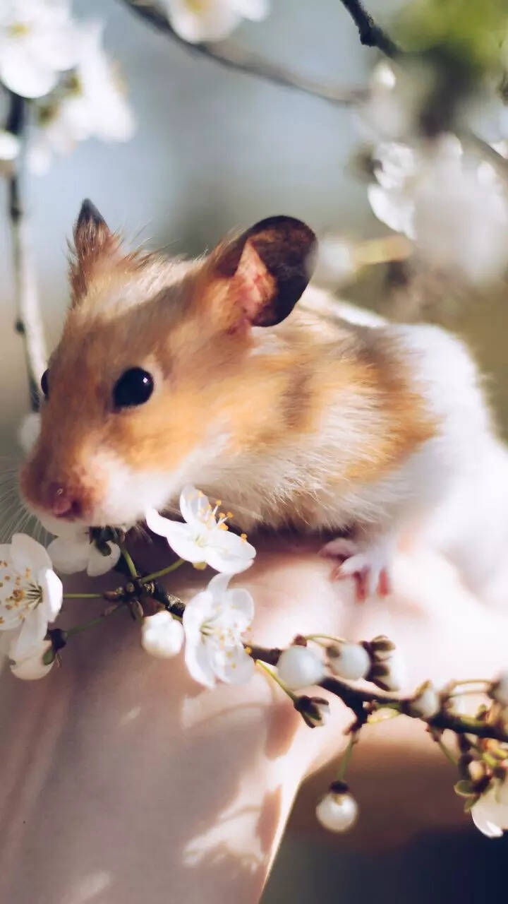 Top 8 animals that make the best pets for first-time owners