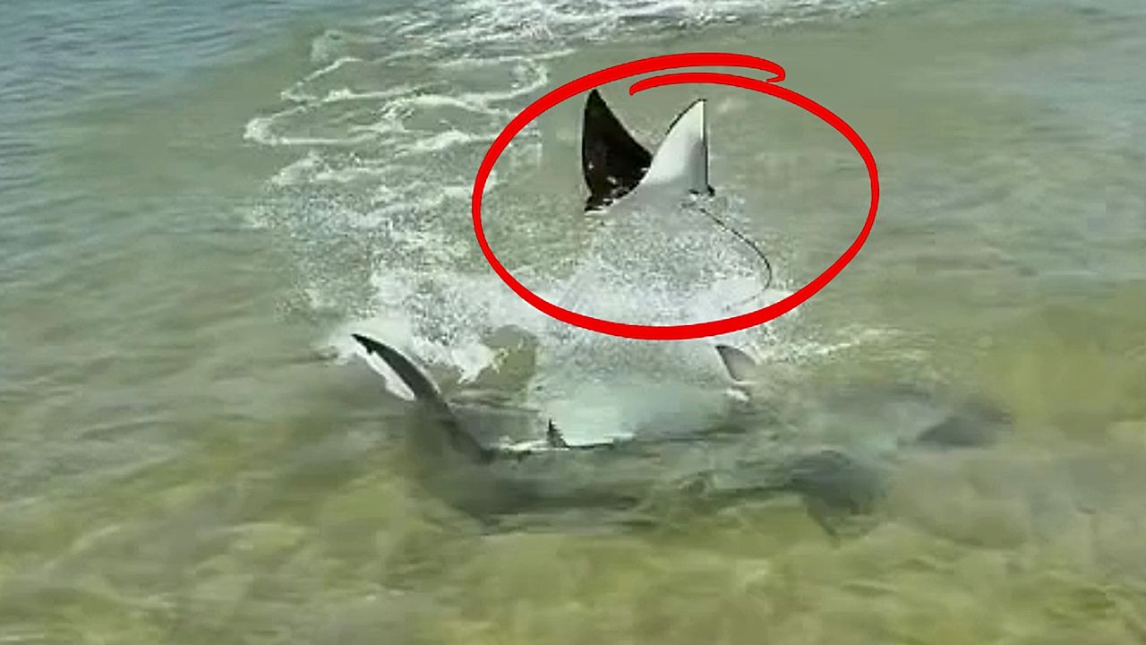 Verzweifelter Fluchtversuch vor Hai: Rochen springt aus dem Wasser