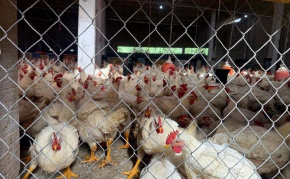Secretaría de Economía analiza cerrar importación libre de pollo ...