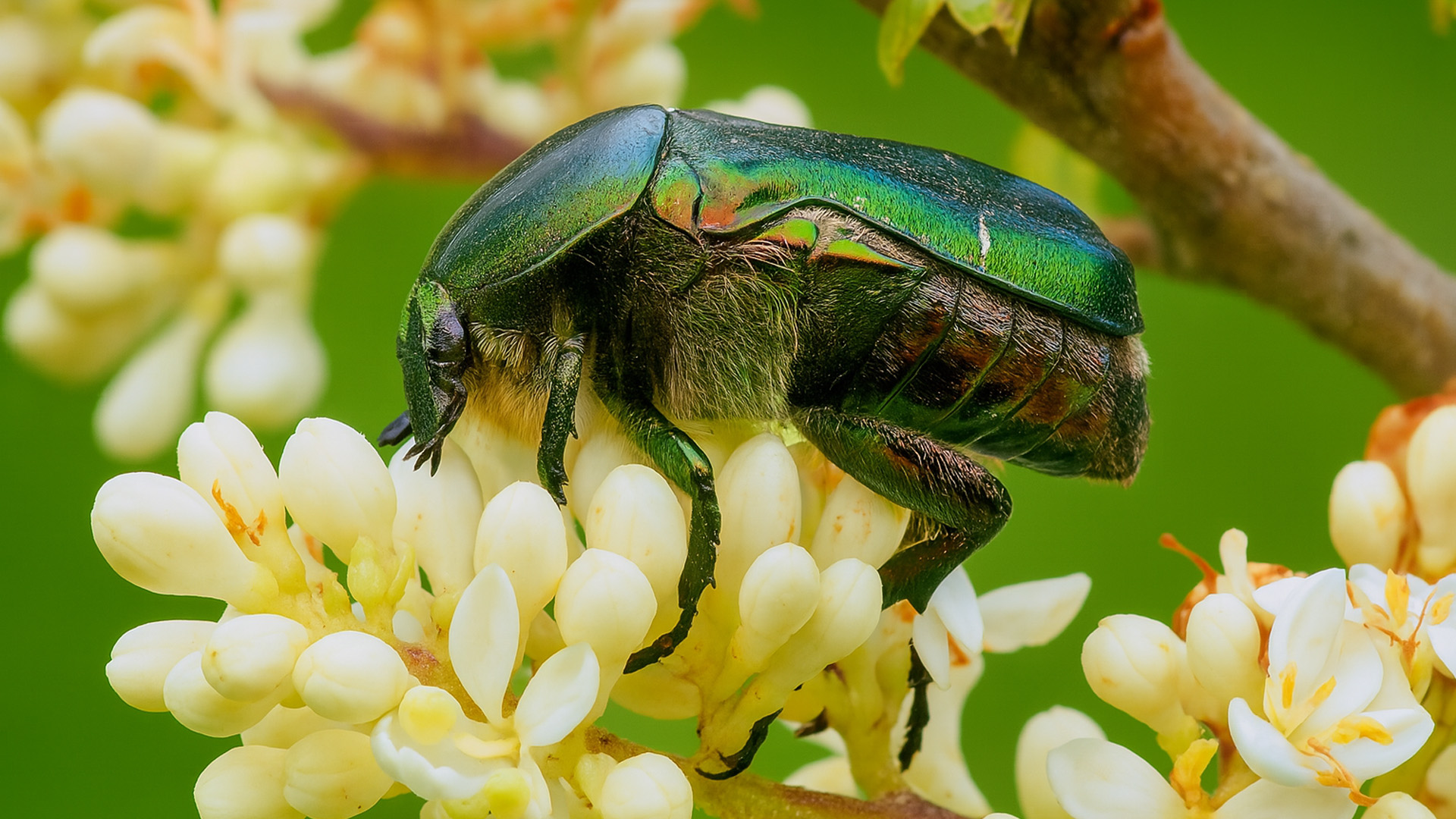 Discover the World of Wild Animals in Their Natural Habitat