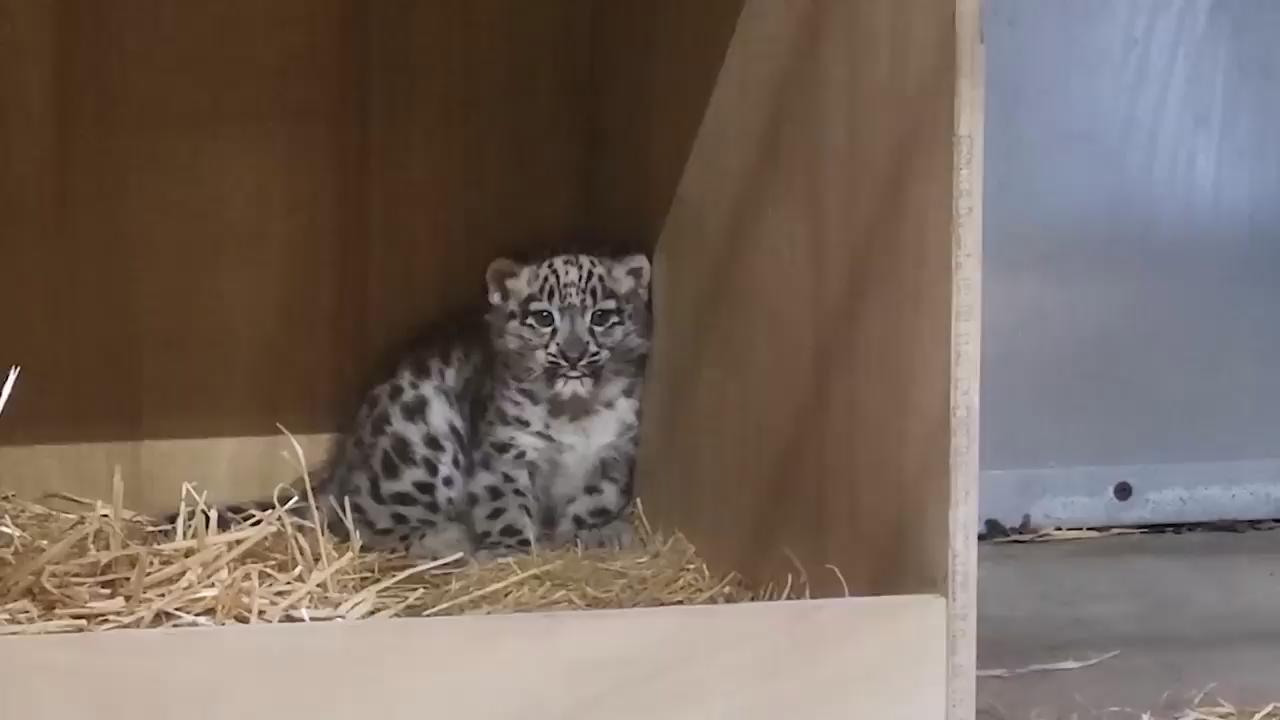 Hidden cameras capture first glimpse of rare snow leopard cub born at ...
