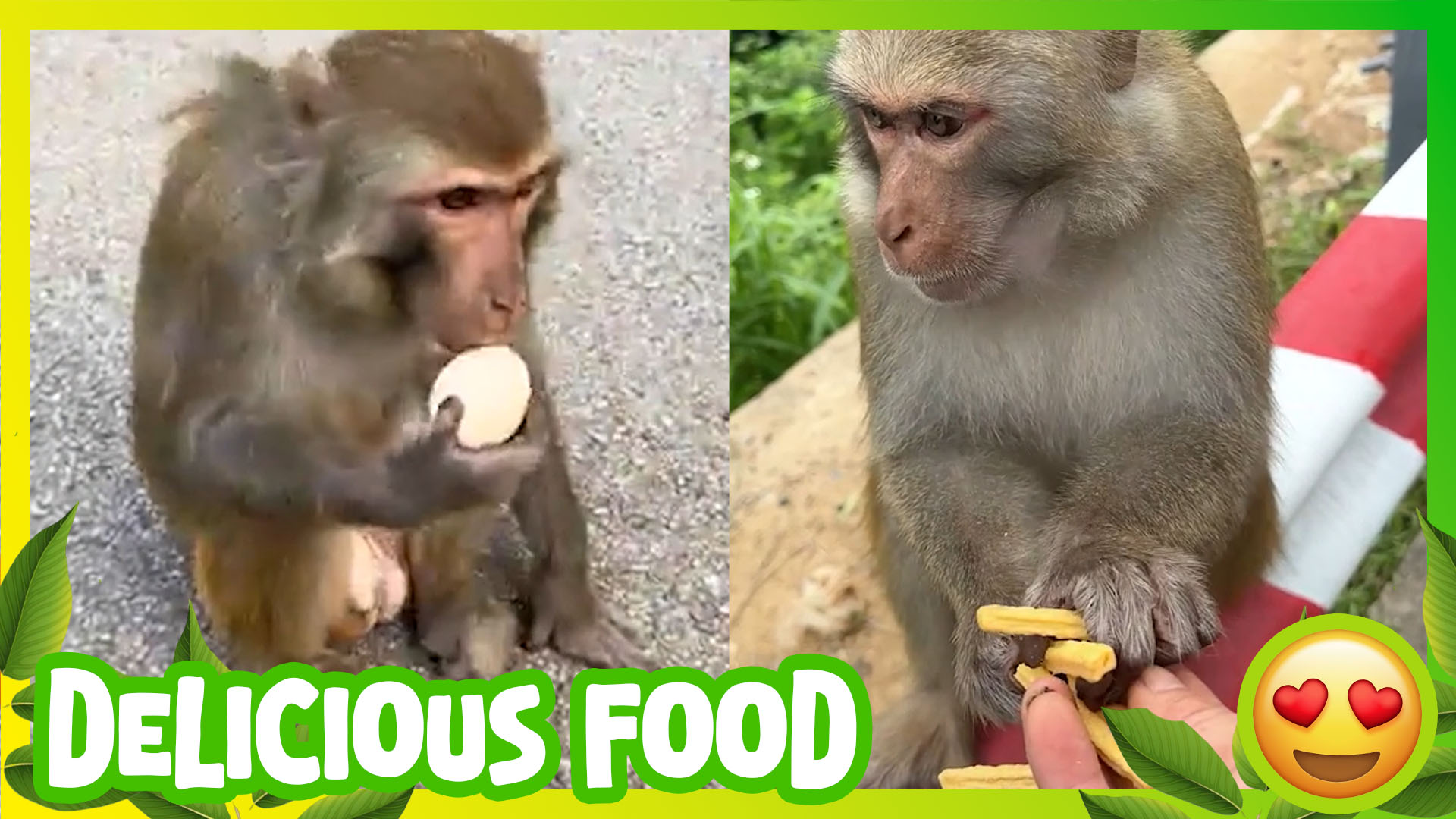 Monkey Enjoys Delicious Food