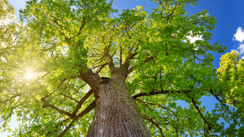 Short-Lived Trees Vs Long-Lived Trees: Which Should You Plant In Your Yard?