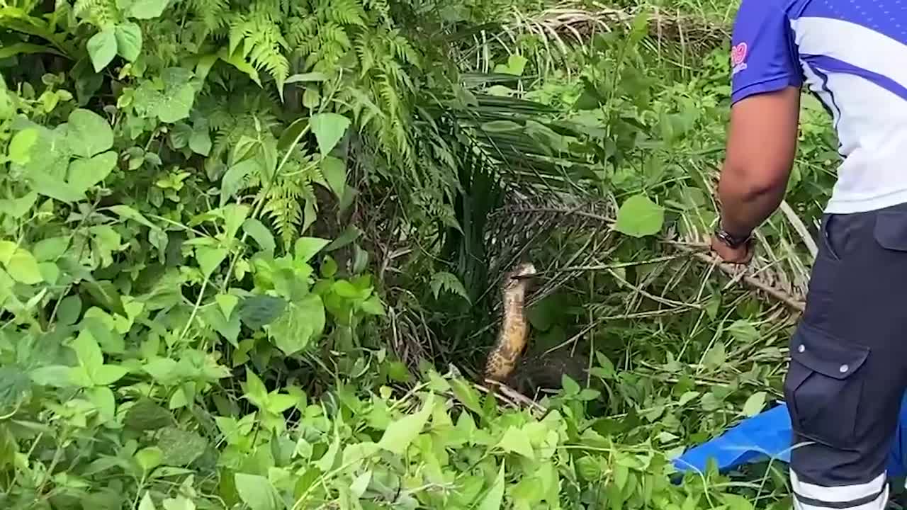 Giant king cobra caught in palm grove shocks locals in Thailand