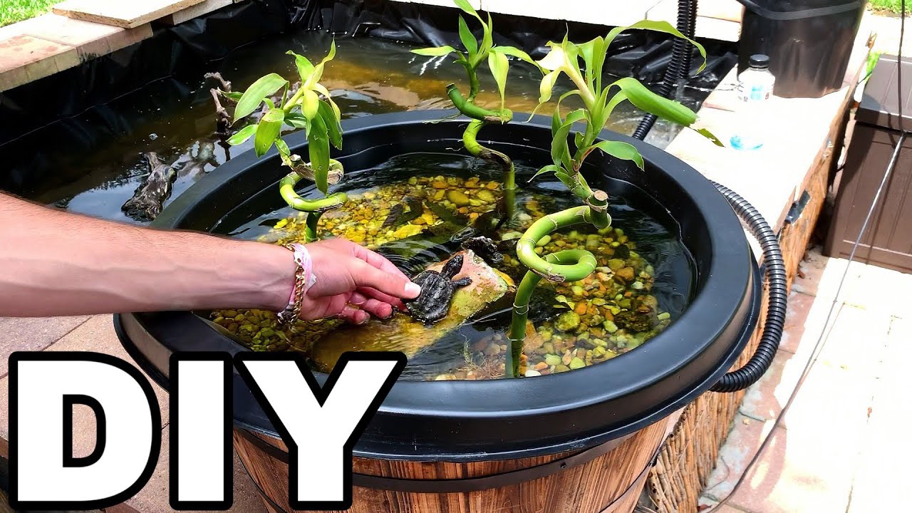 Godzilla Turtle Gets the Ultimate Pond Upgrade