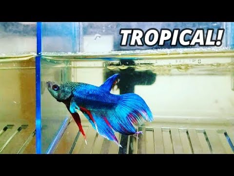 Hidden Gems at the Tropical Fish & Pet Market