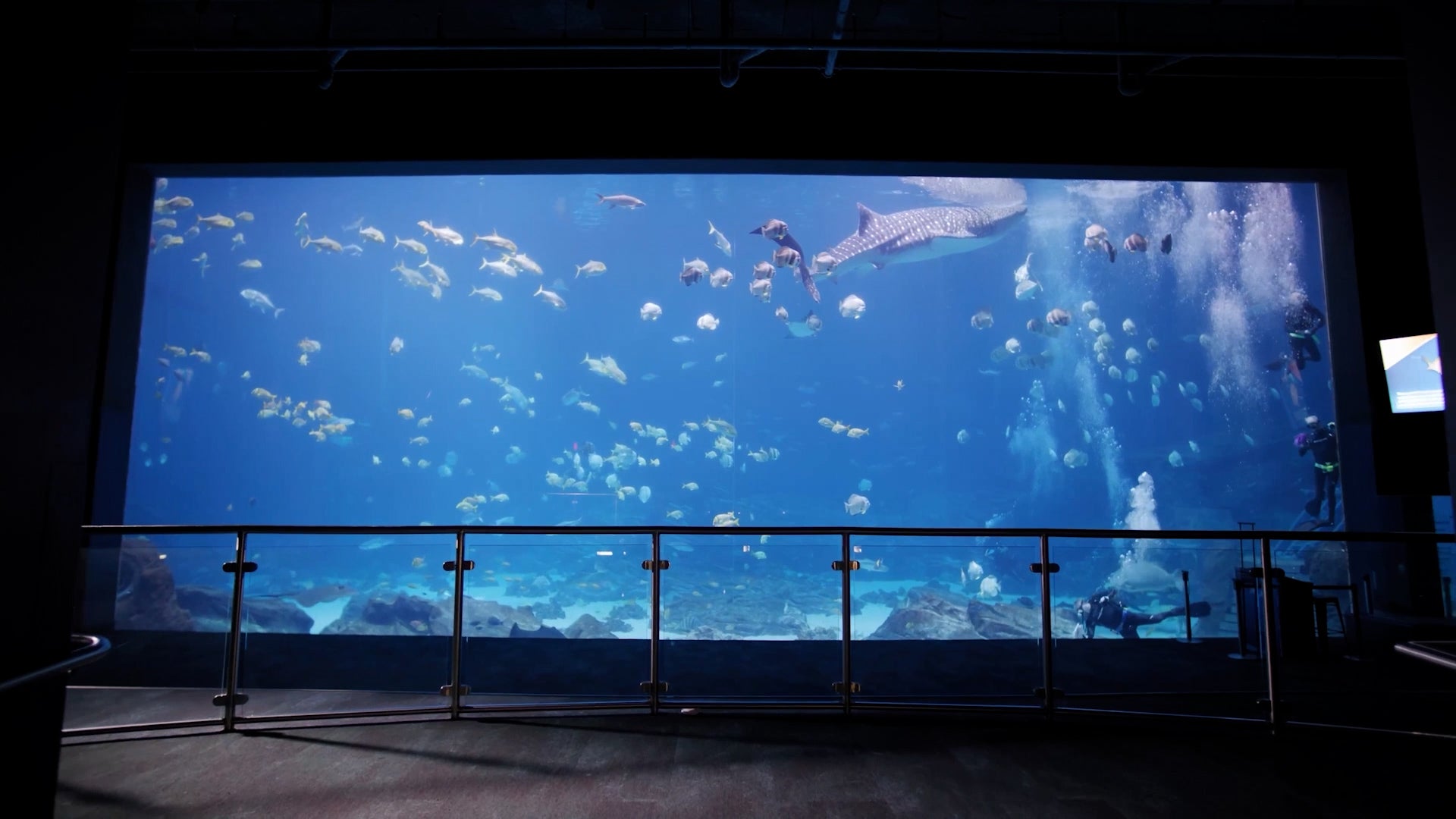 How To Keep 6.3 Million Gallons Of Water Shark-Safe