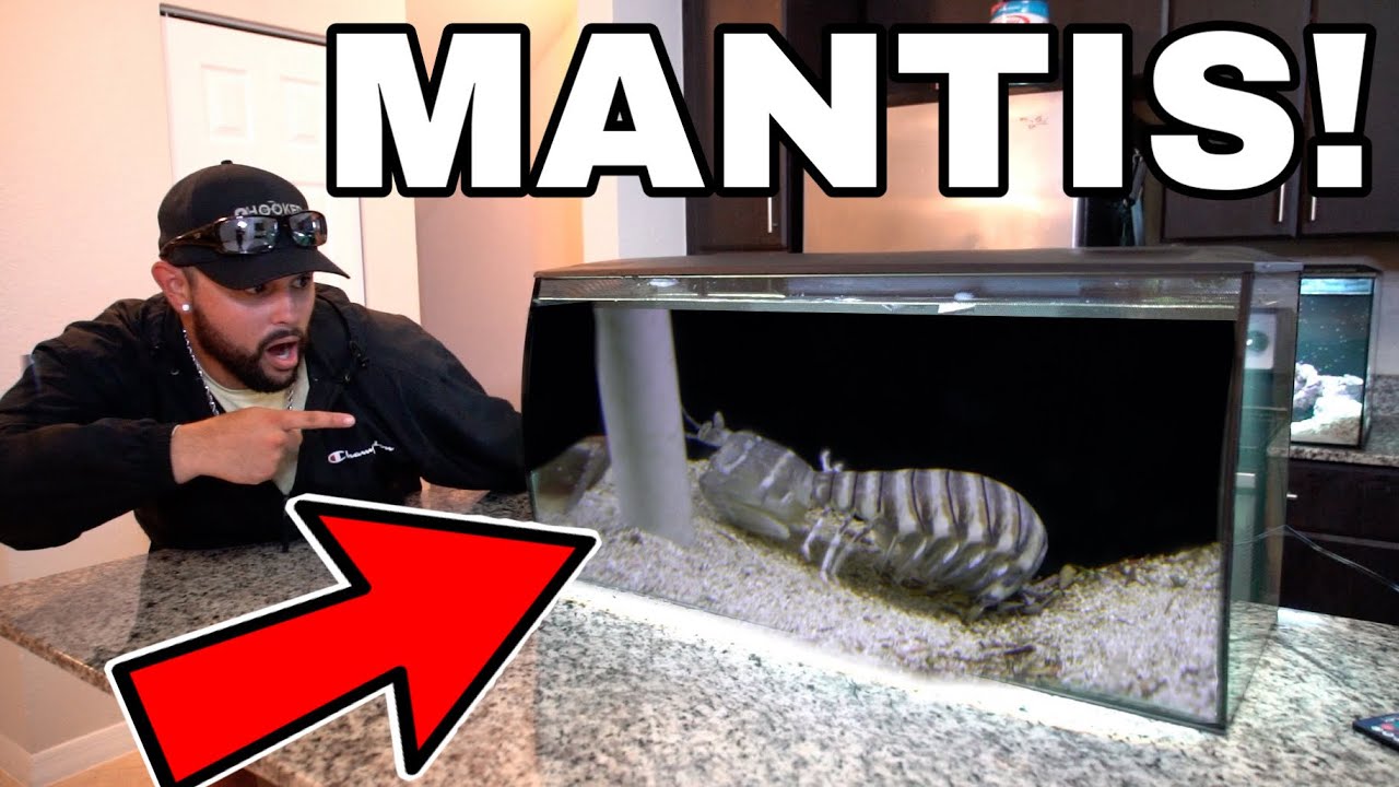 Spearing Mantis Shrimp Moves Into New Aquarium