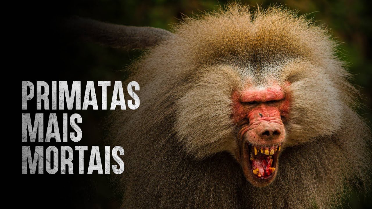 Como sobreviver aos top 5 primatas mais mortais