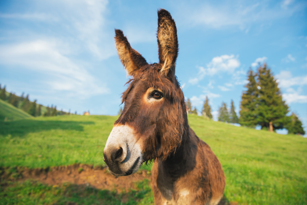 Donkey Playing with Shrek Toy in Real Life Has the Internet Cracking Up