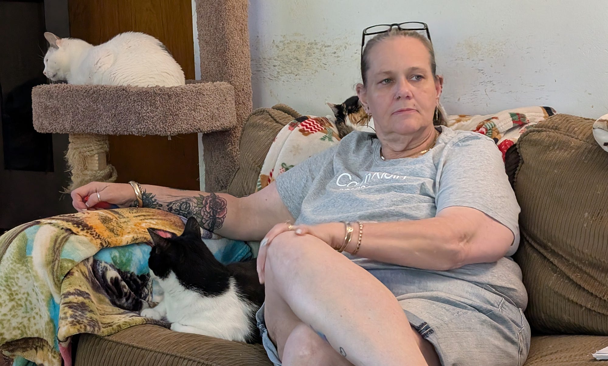 York County cat rescues are overwhelmed with stray felines. They blame ...