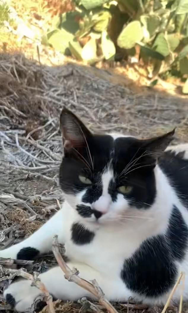 Tourists are flocking to a Greek island for a VERY unusual reason