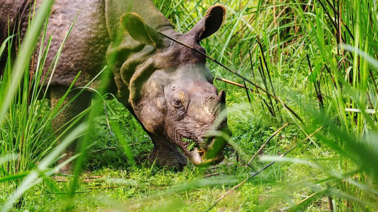 10 Interesting Facts About India's One-Horned Rhino Found in Assam