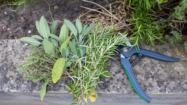 The Best Time Of Day To Harvest Herbs For The Most Flavor