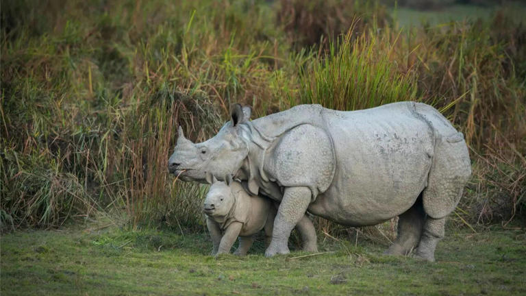 10 Interesting Facts About India's One-Horned Rhino Found in Assam