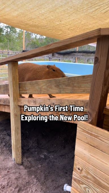 Pumpkin the Capybara Slow-Burn Meme Star on TikTok