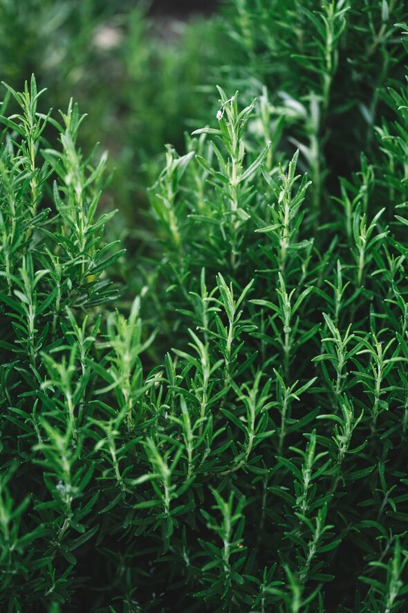 Common herb could hold the key to protecting against Alzheimer's