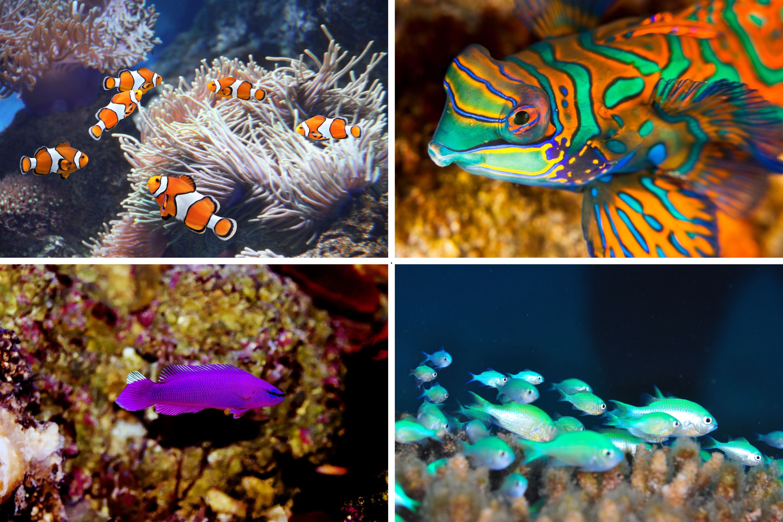 Best Saltwater Tropical Fish 2025: These are the 13 most popular fish ...