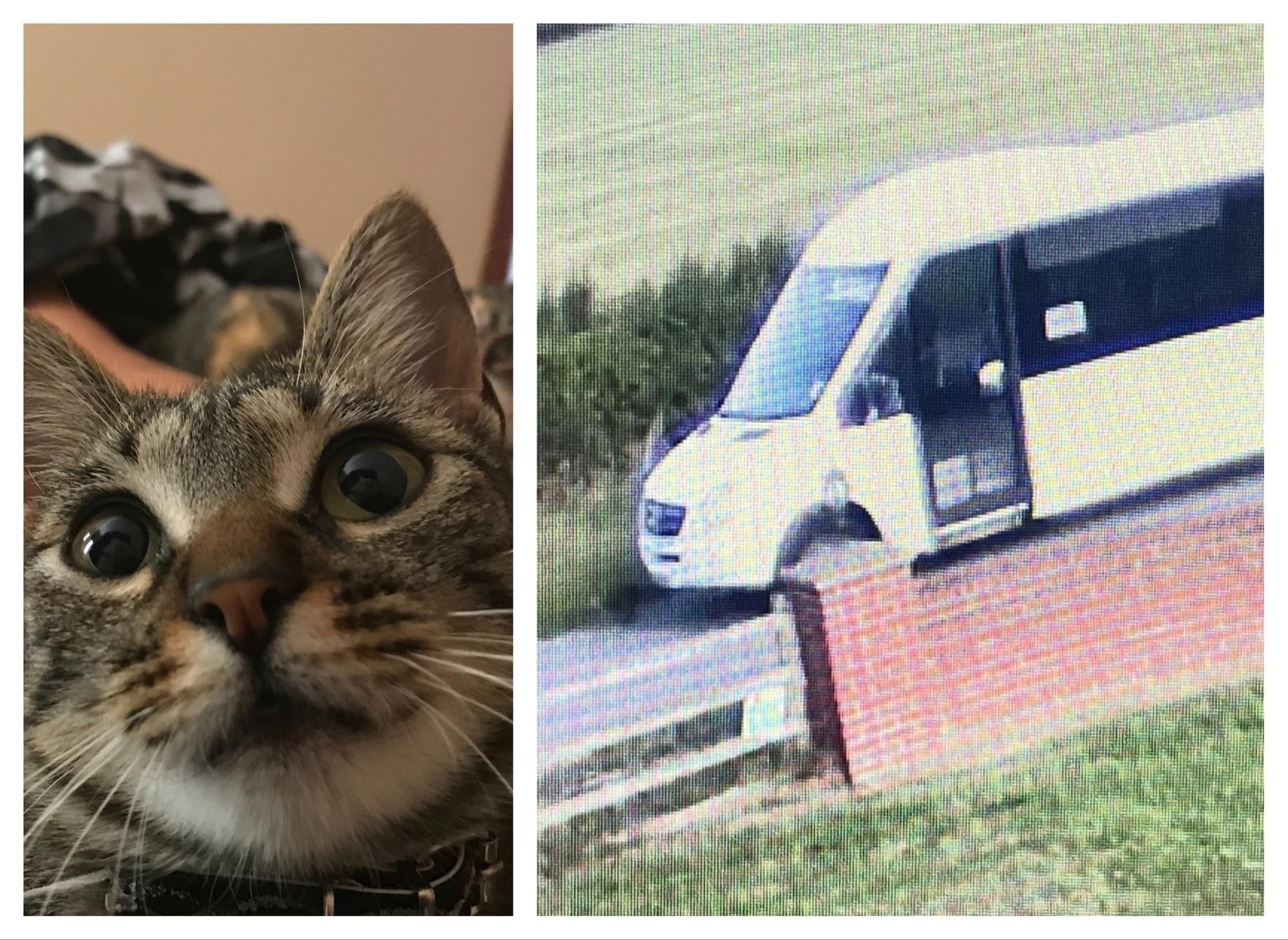 Devastated Doncaster woman blasts bus firm after beloved cat hit and killed