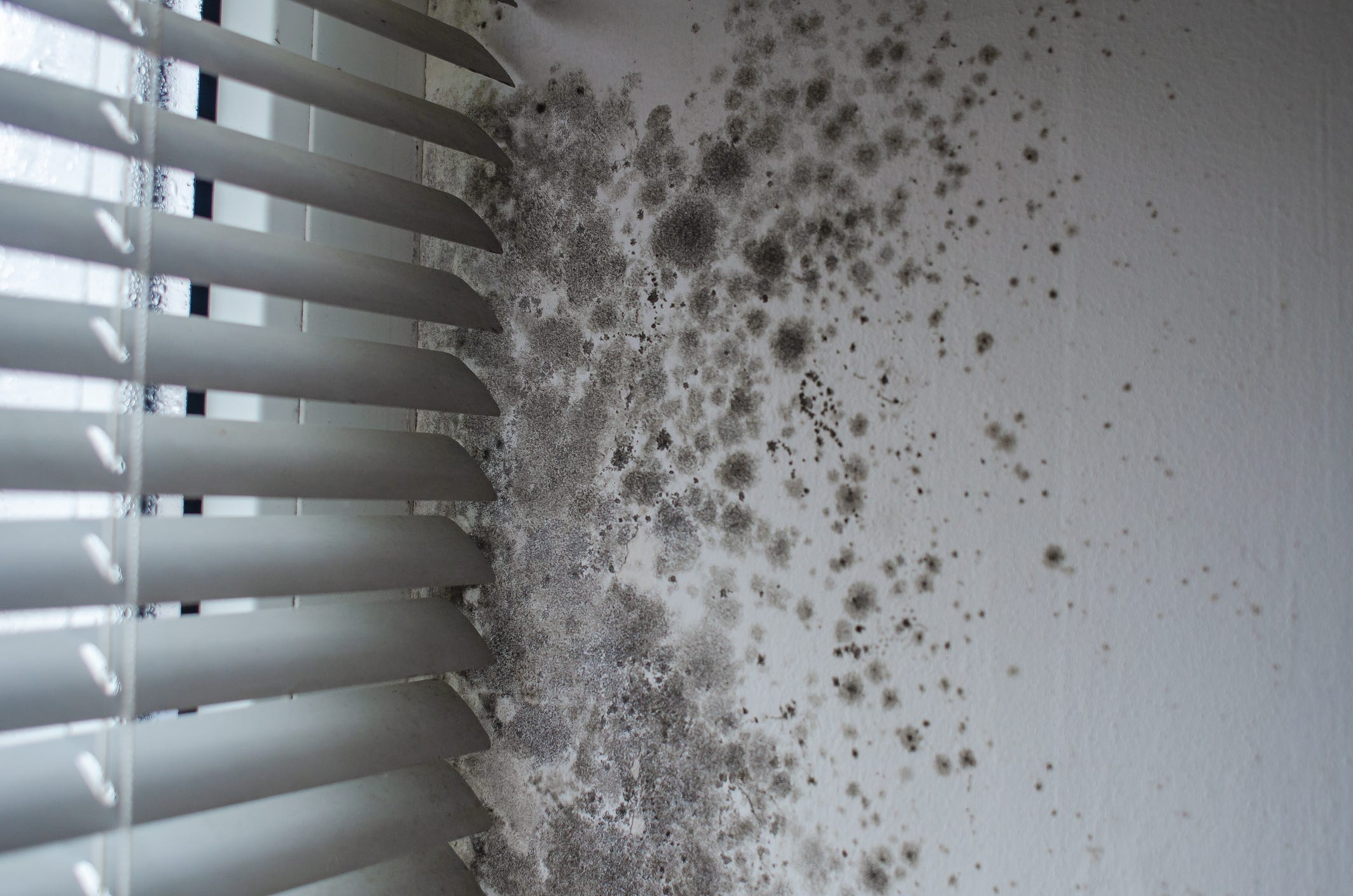 What everyone gets wrong about mold