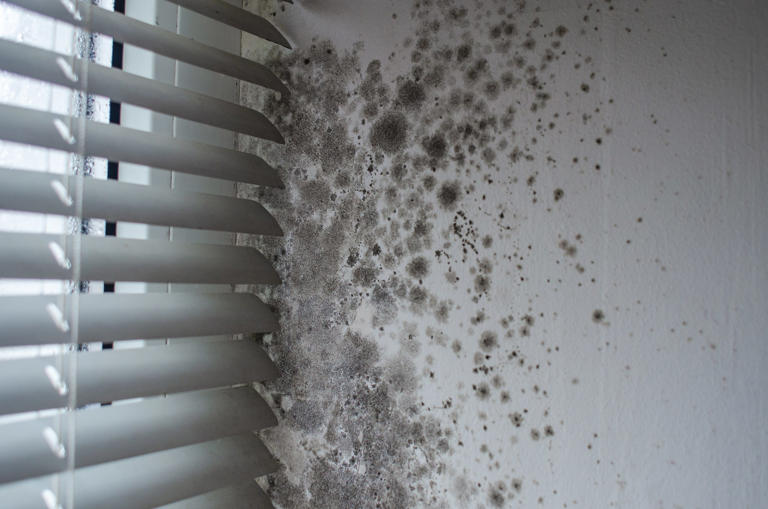 What everyone gets wrong about mold
