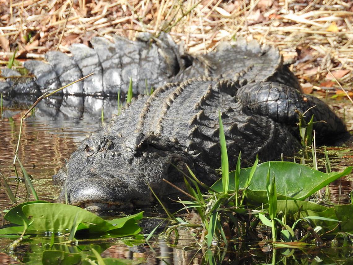 Alligator clamps down on woman's arm and drags her underwater, Florida ...