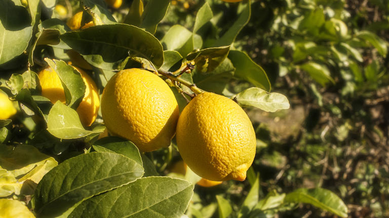 Yellow lemon tree leaves? Here’s how to get them lush and green again