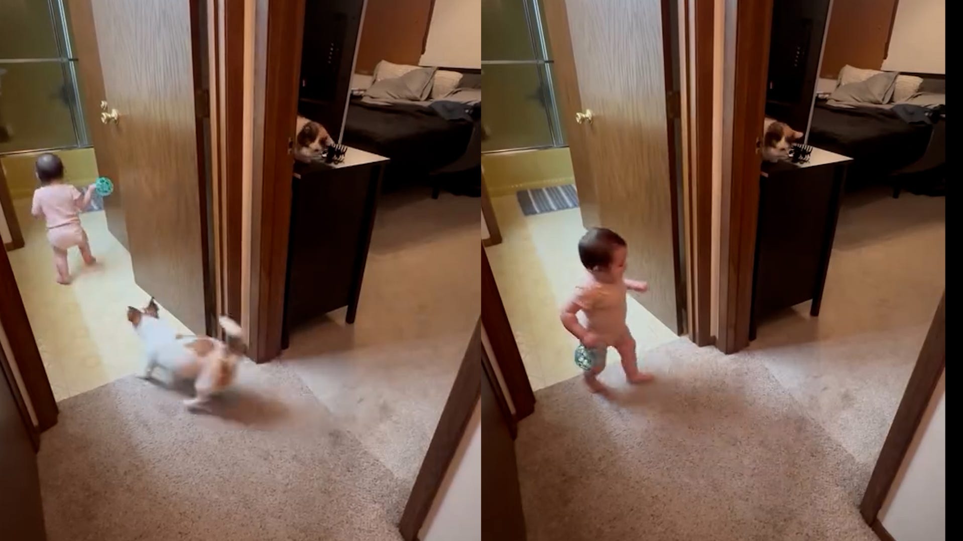 Watch adorable baby and playful dog share a fun game of chase