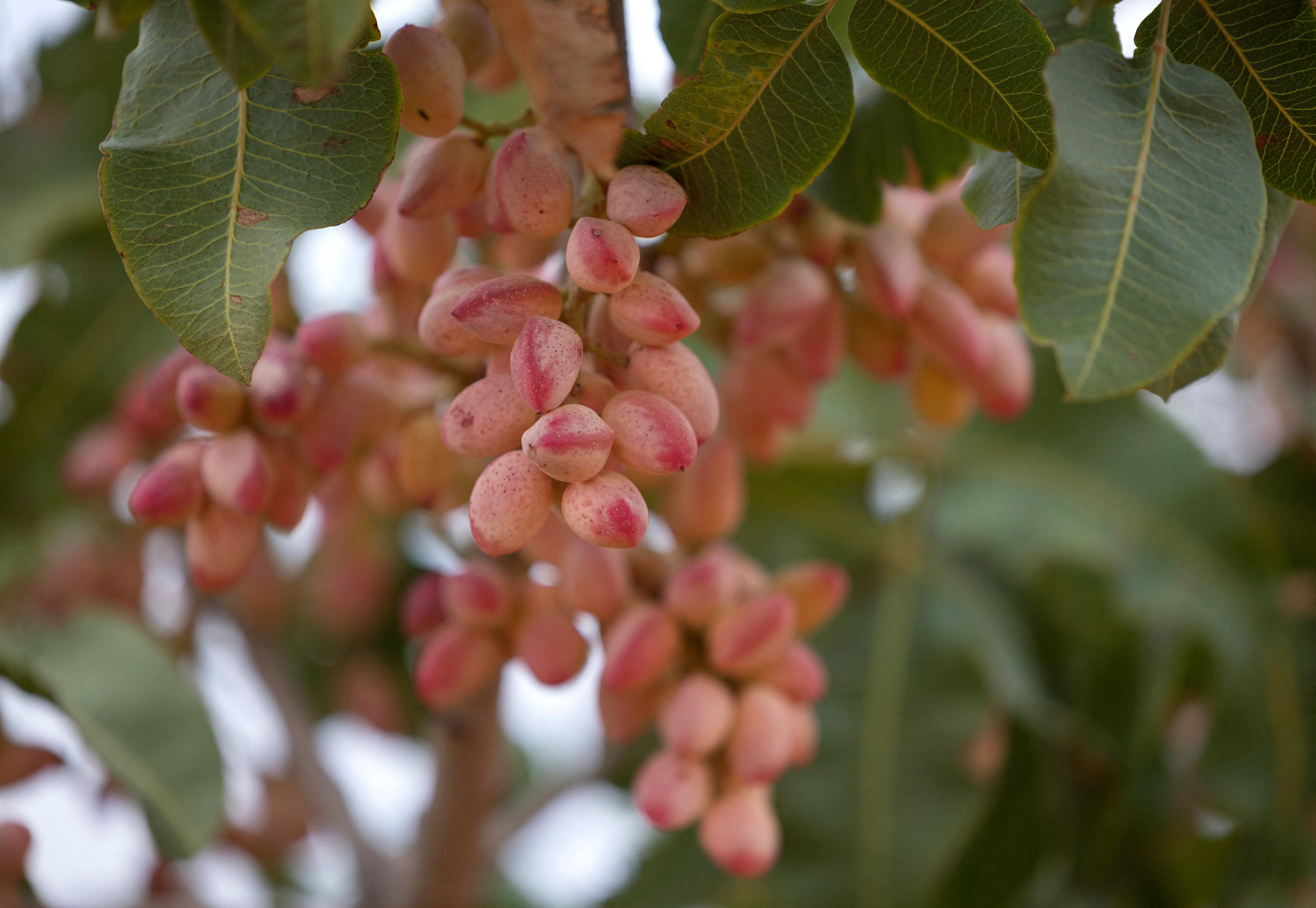 ¿Le gusta el pistacho? Cinco experiencias imperdibles alrededor del mundo