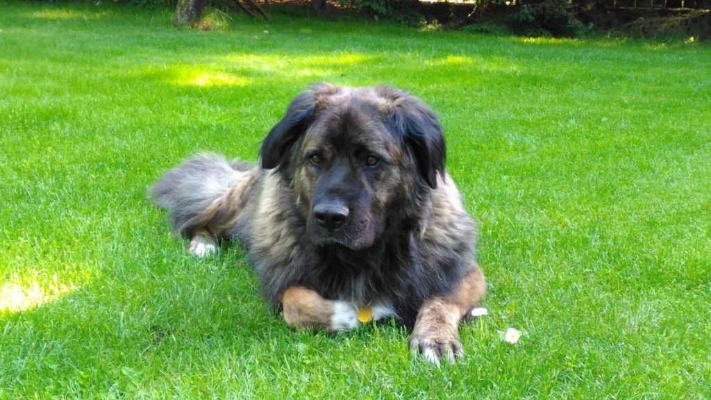 29 Fluffy Dog Breeds You’ll Want to Cuddle Forever