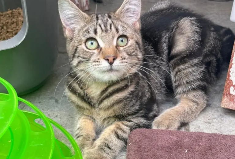 These 17 cute pets are all looking for their forever homes in the North ...