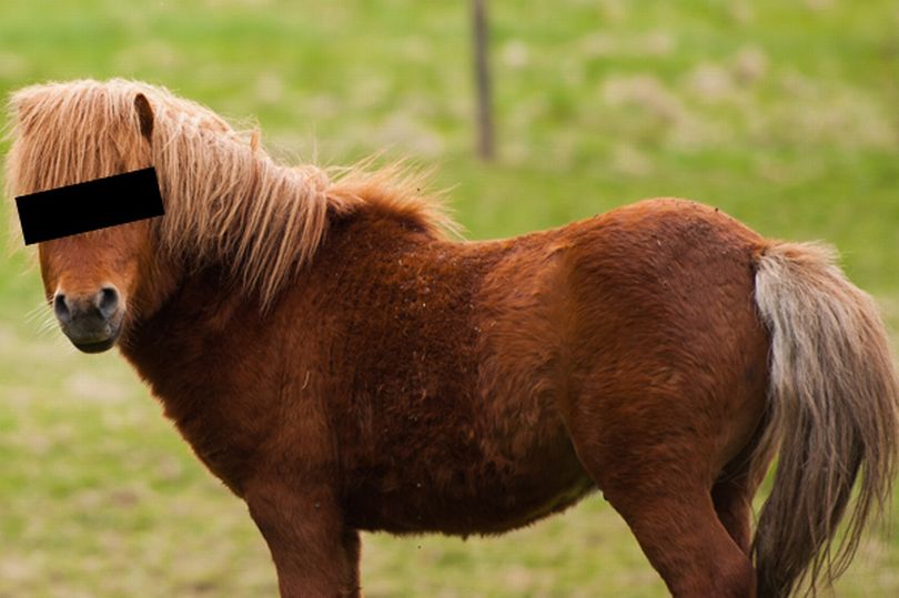 Serial horse rapist caught abusing pregnant Shetland pony says it was ...