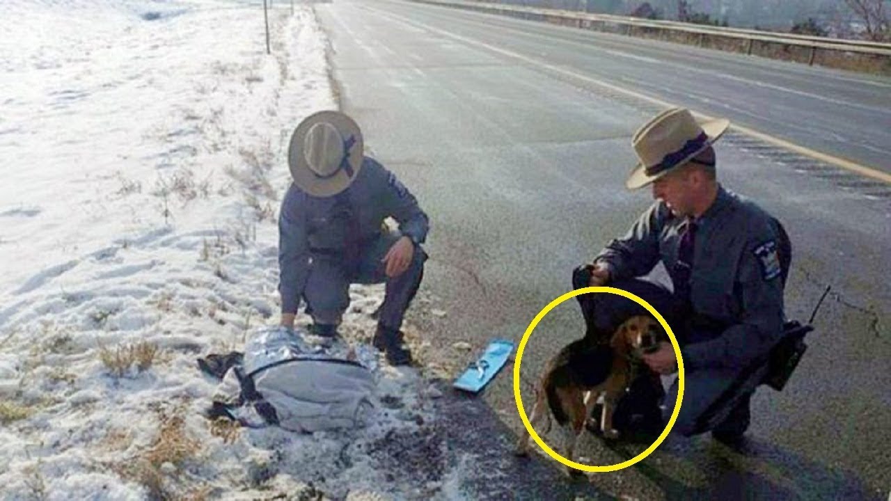 Truck Driver Saves Dogs Thrown From Car on the Highway