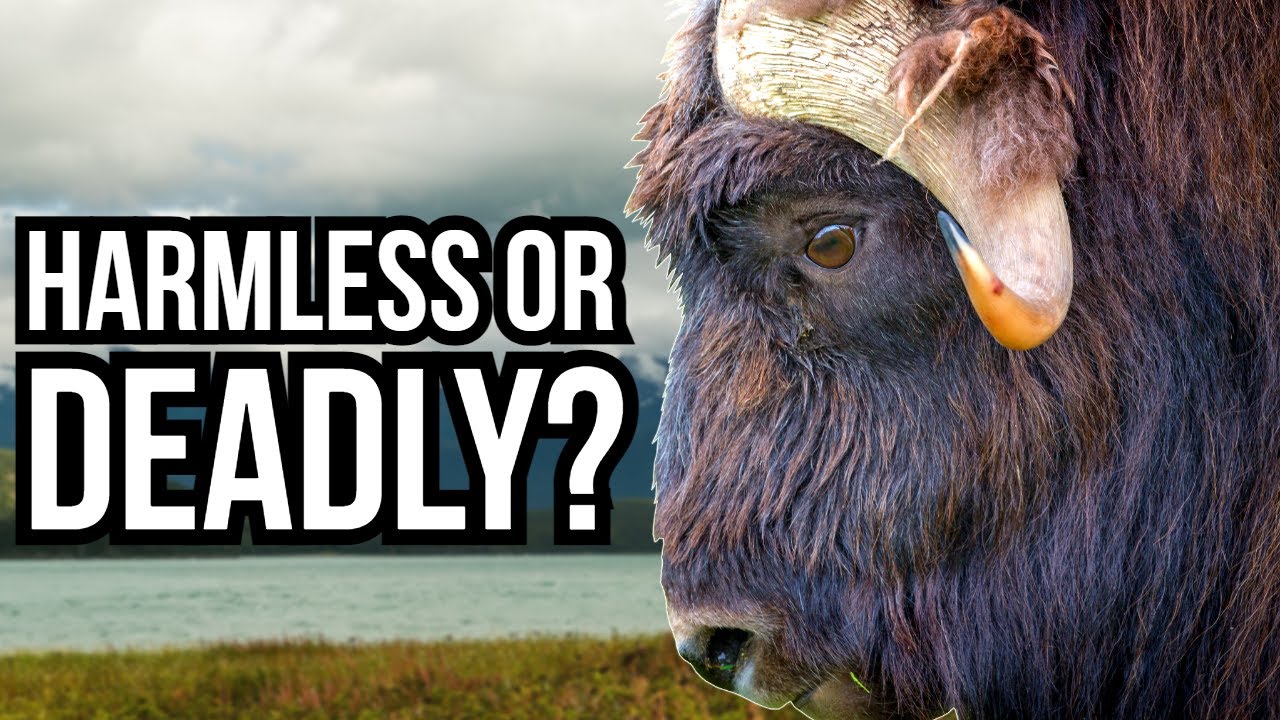 3 'Harmless' Animals That Have Proven To Be Deadly