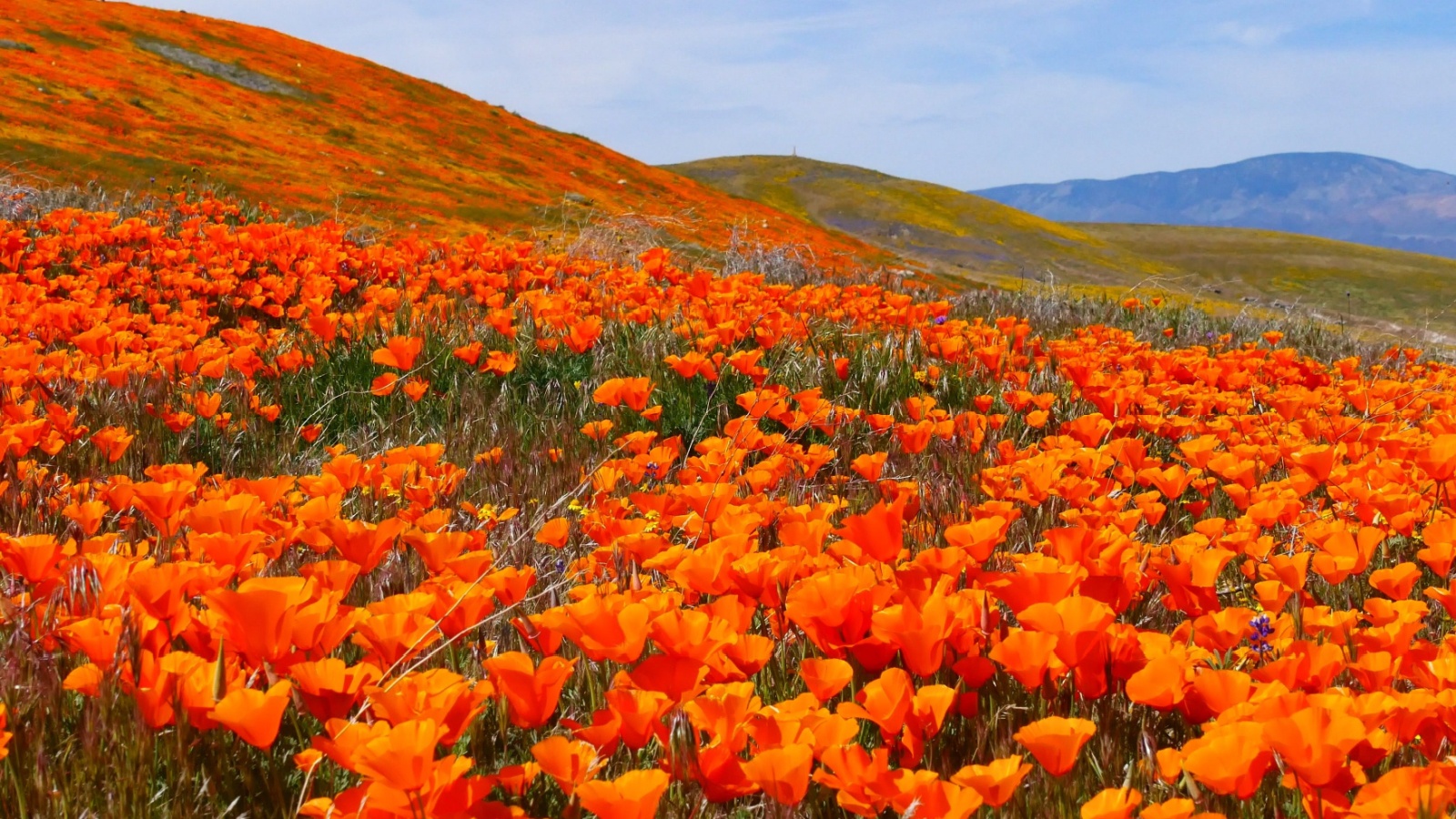 Where to catch California’s super bloom