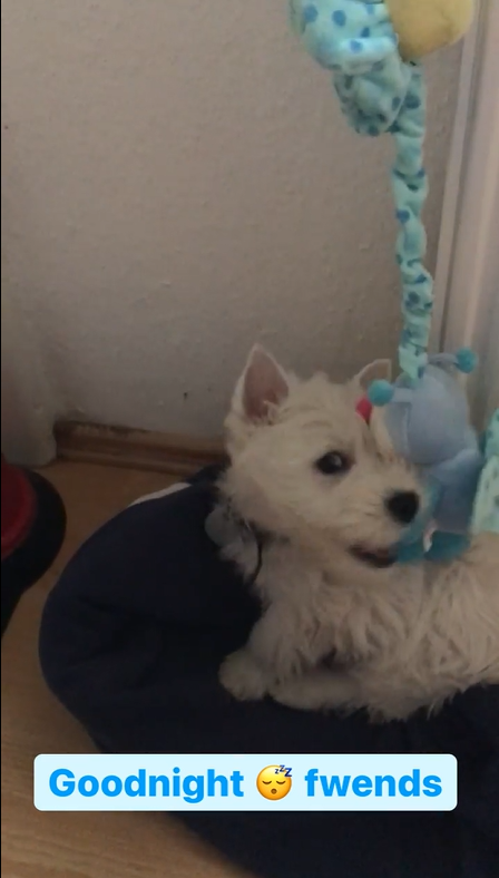 Playful Dog Moments | Pure Joy in Every Wag