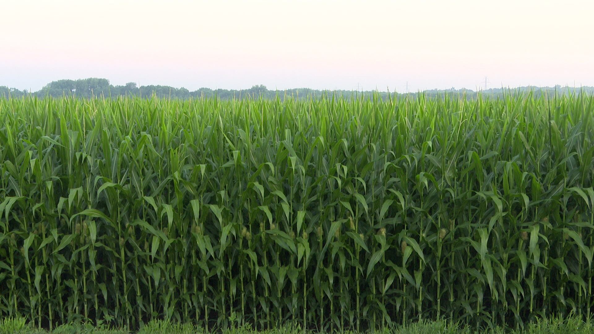 Is ‘corn sweat’ causing extreme humidity in Michiana?