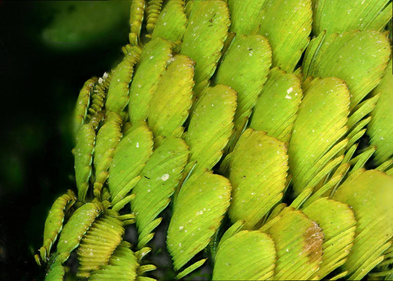 Hidden black or white feather layers intensify songbird plumage colors