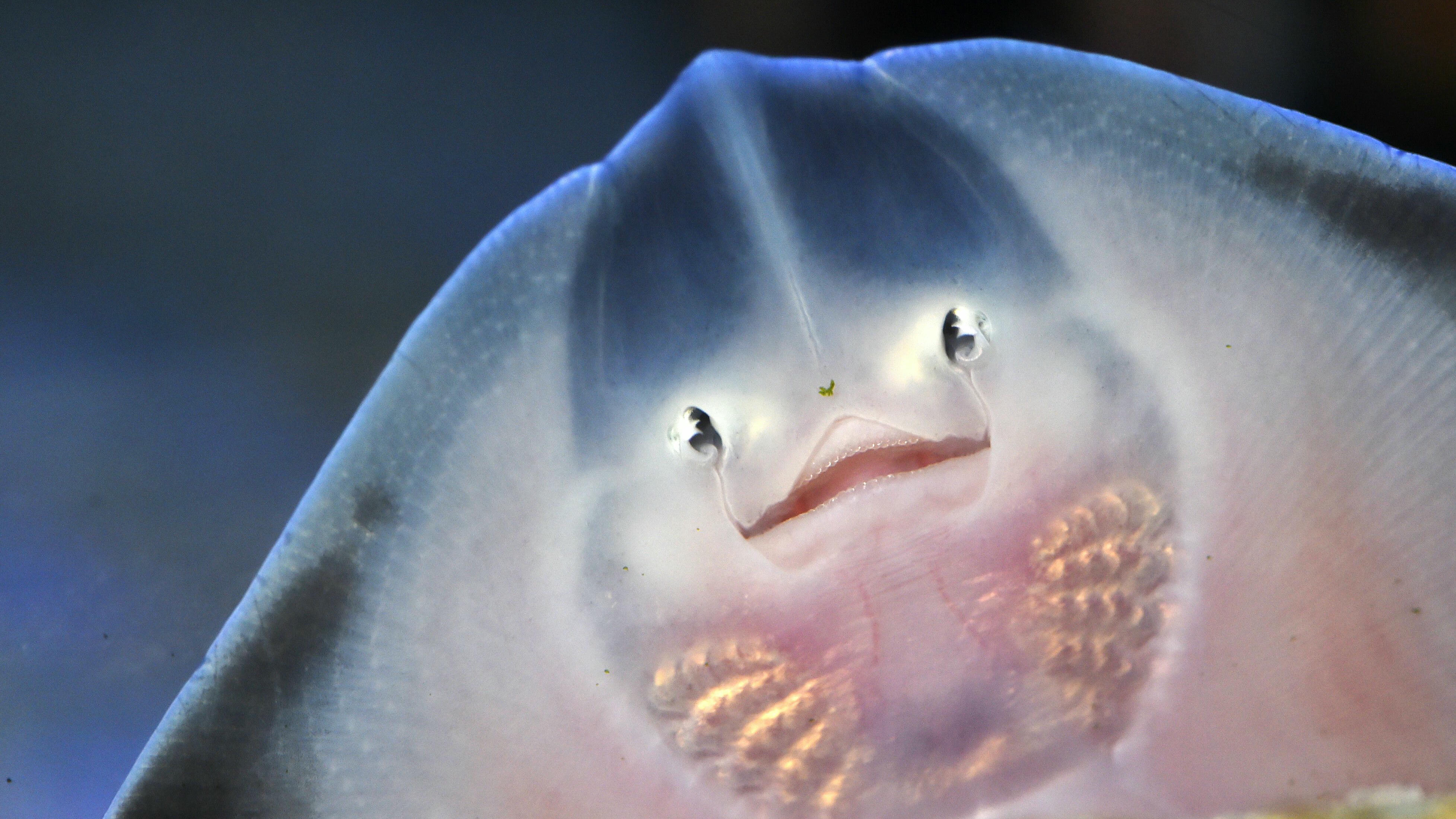 Unsichtbare Gefahr im Meer: Giftige Fische in der Nordsee – was Sie ...