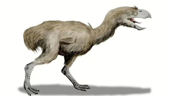 'Terror bird' mystery as teeth marks finding prompts new 16ft predator ...