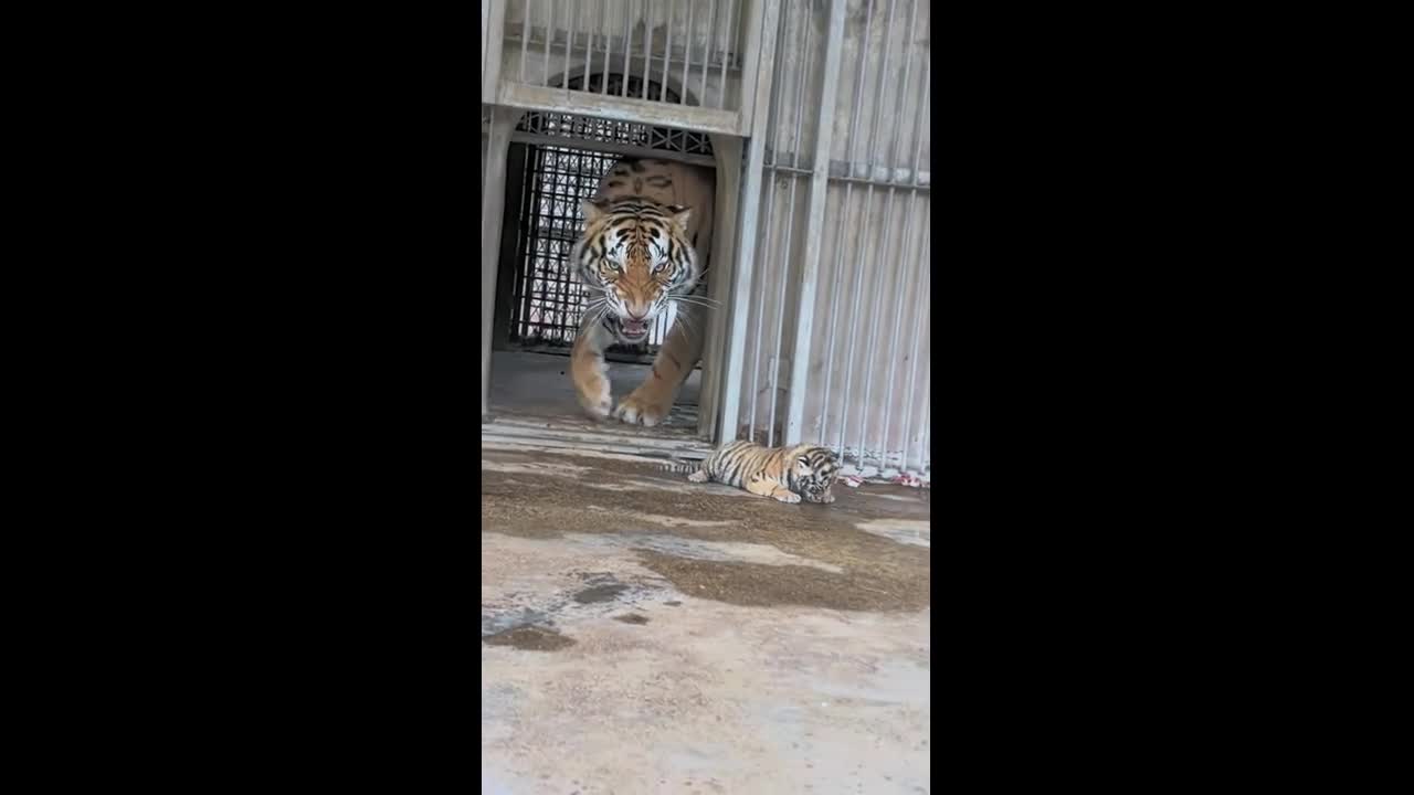 Mother tiger retrieves wandering cub back to safety inside zoo ...