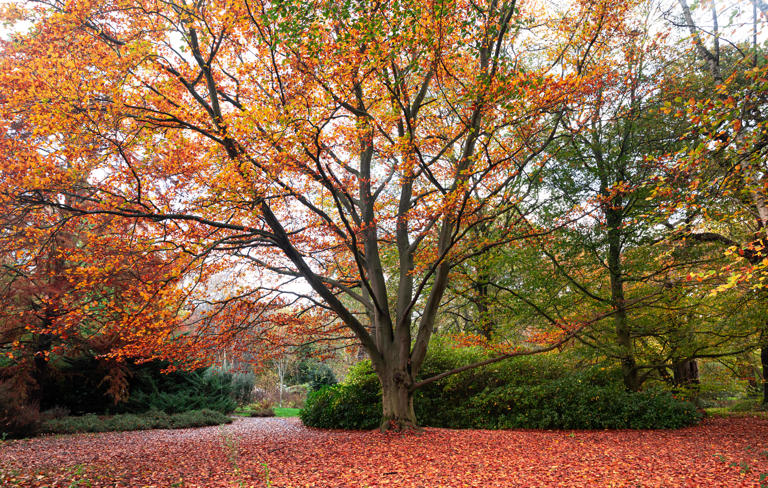 Old Farmer's Almanac Releases 2025 Fall Weather Predictions