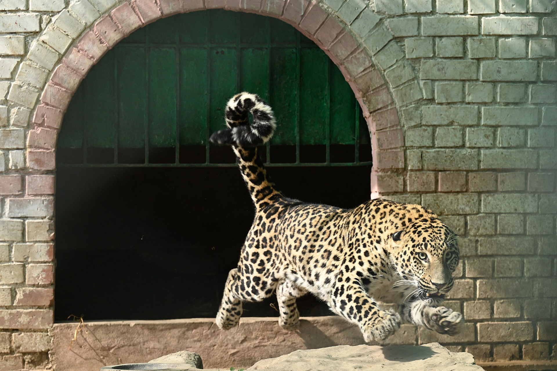 The most notorious zoo escapes in the world