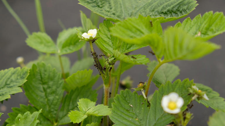 Is Ginger Really An Effective Way To Naturally Repel Ants And Mosquitoes?