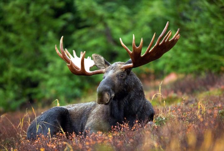 25 Supersized Animals That Rule The Planet