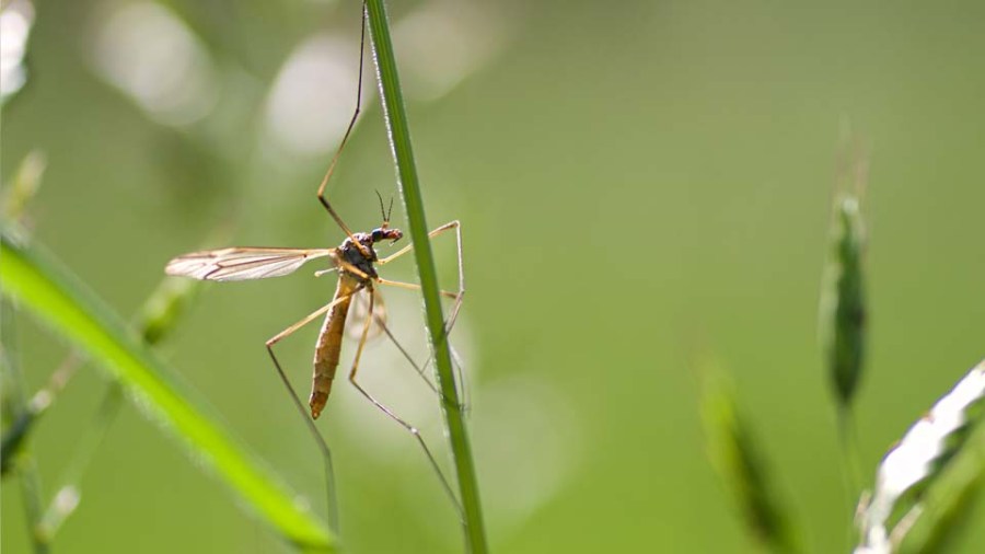More mosquitoes in Mercer County test positive for West Nile Virus