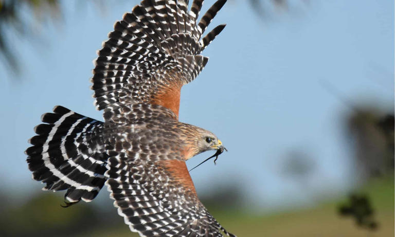 What eats hawks? The predators that can take down these powerful birds