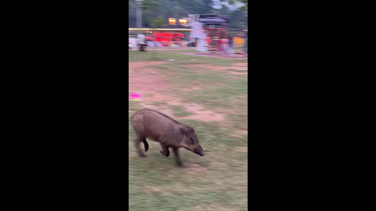 Wild boar sparks chaos running through children's party