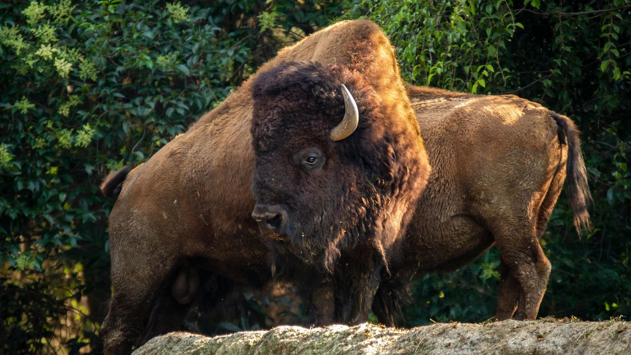 13 U.S. Spots Where You Can Still See Bison in the Wild